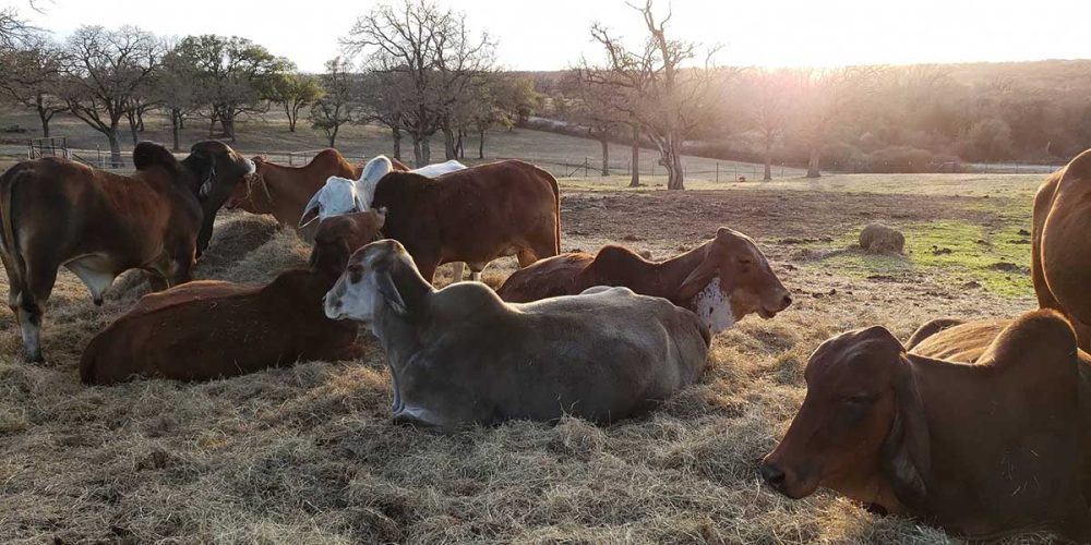 Lambert's Ranch - Polled Brahman Cattle For Sale in Texas