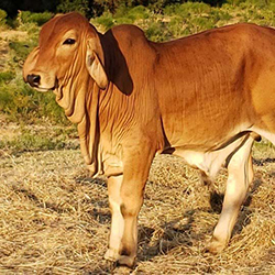 Cattle Inventory - Lambert's Ranch