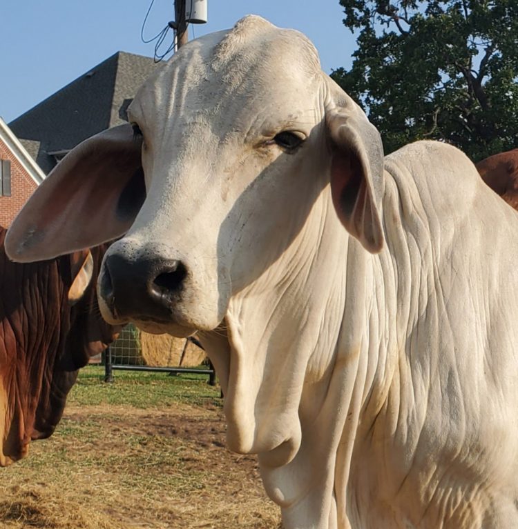Cattle Inventory - Lambert's Ranch