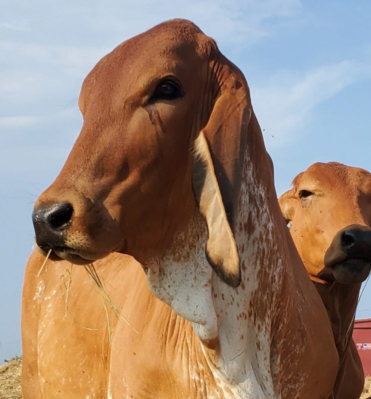 Cattle Inventory - Lambert's Ranch