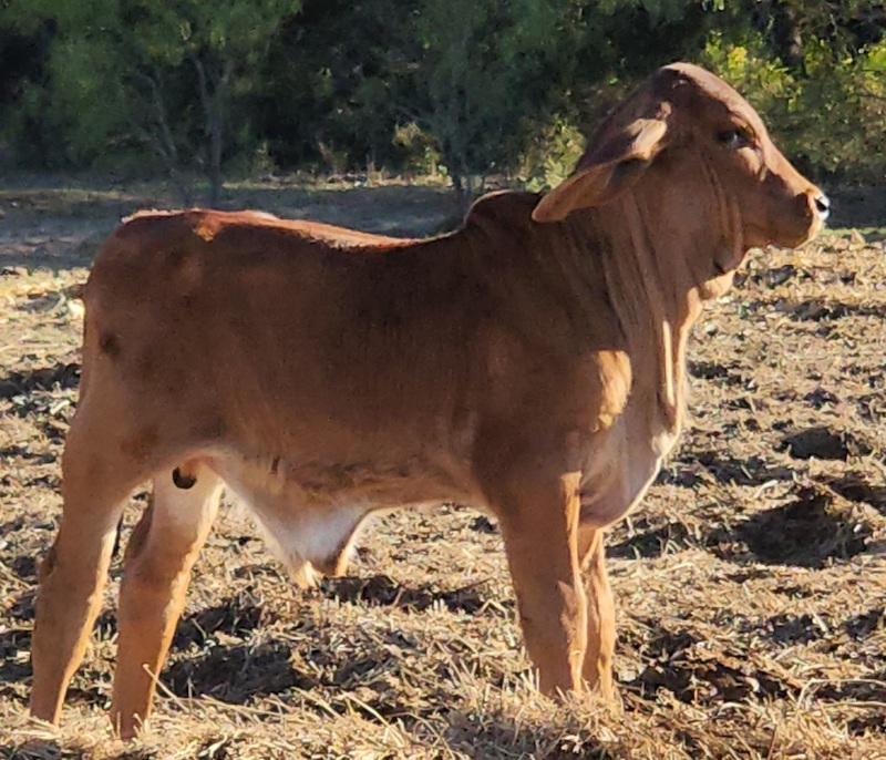 Cattle Inventory - Lambert's Ranch