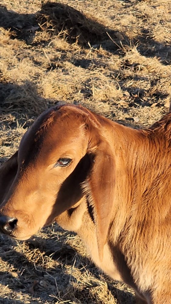 Cattle Inventory - Lambert's Ranch